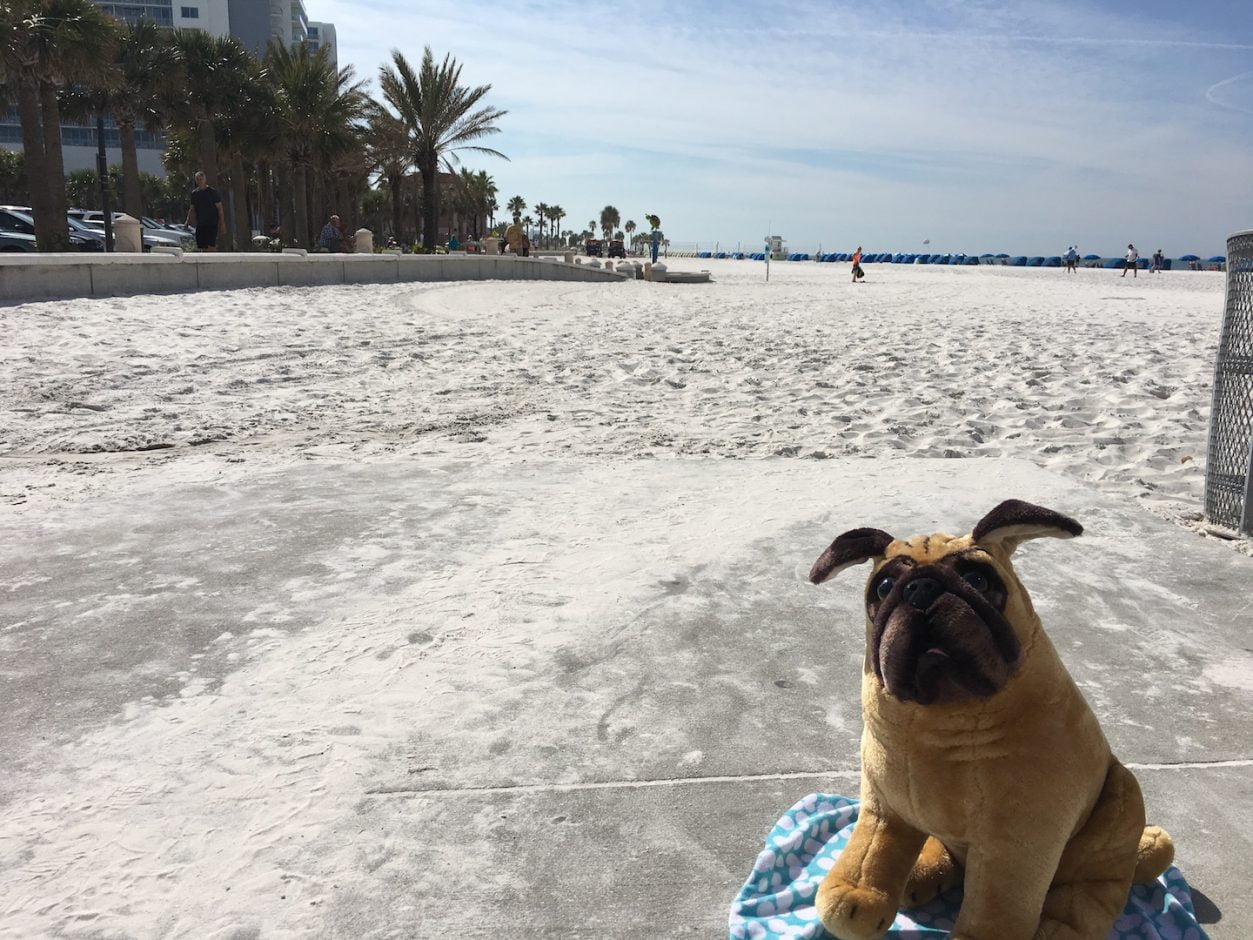 Behind the Screens: Where's Pugsy?